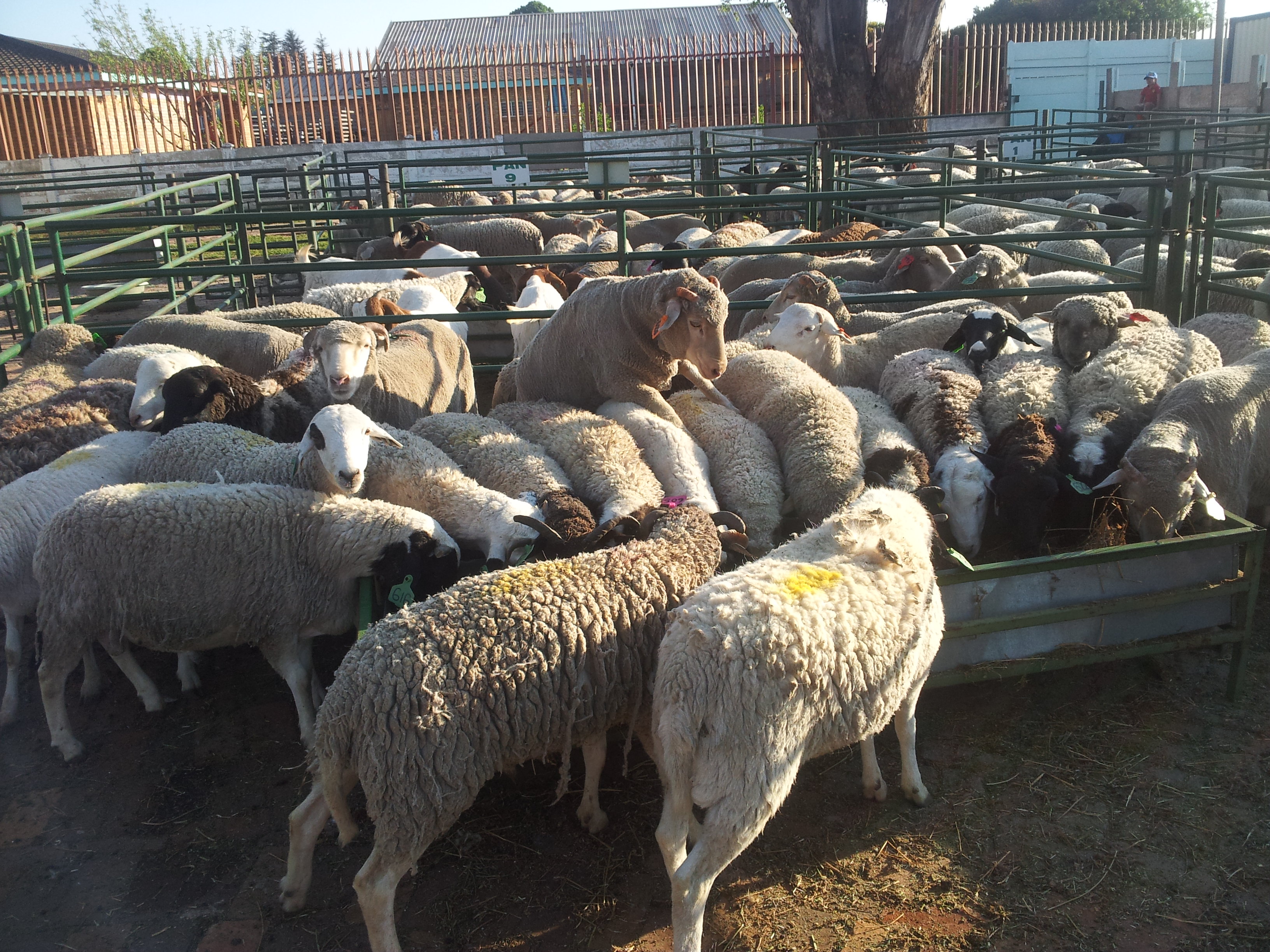 Qurbani Sheep Qurbani For A Newborn Baby | Bonyan Organization